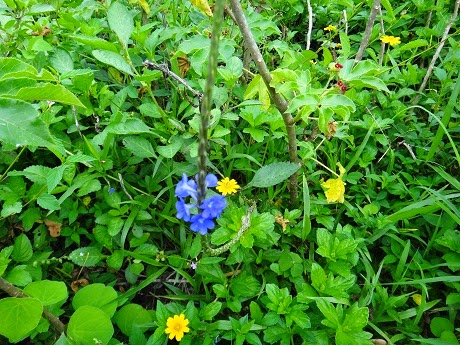 Humedales en Puerto Rico Papo Vives et al: LILLIAM MENA EN CAÑO TIBURONES