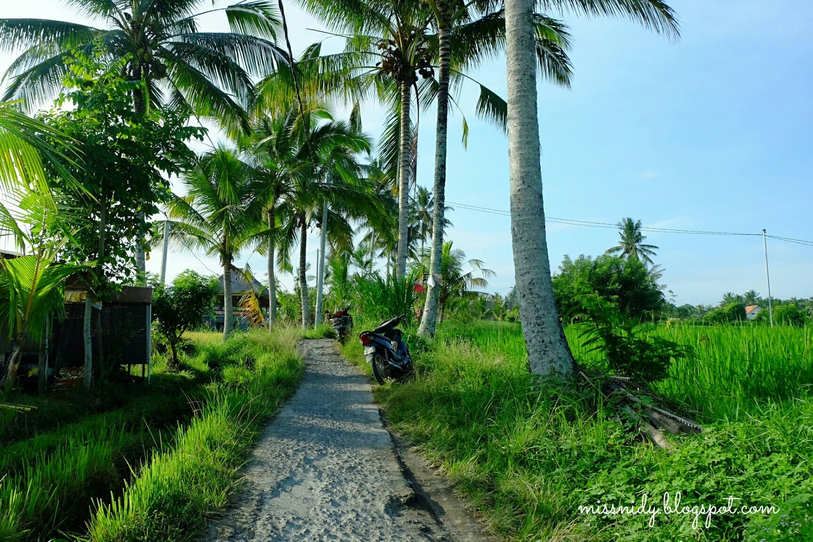 Info Penting 24+ Tempat Nongkrong Di Ubud View Sawah