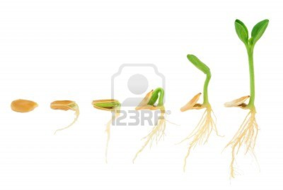 Las plantas.: LAS PLANTAS SON SERES VIVOS...