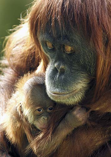 Il mondo del sapere per grandi e piccini: L' Orango
