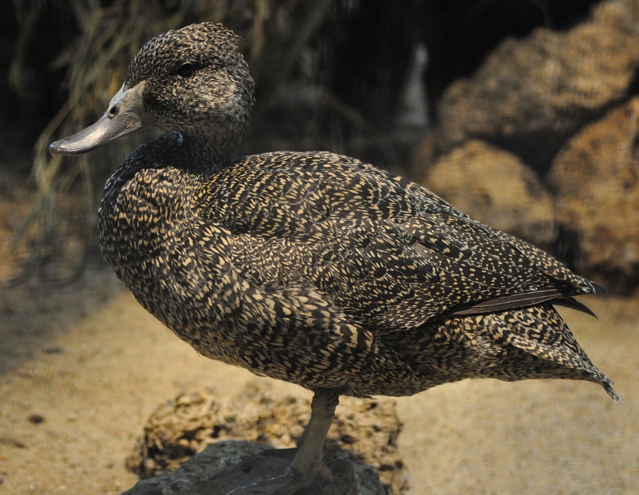 ZOOTOGRAFIANDO (6.100 ANIMALS): PATO PECOSO / FRECKLED DUCK ...