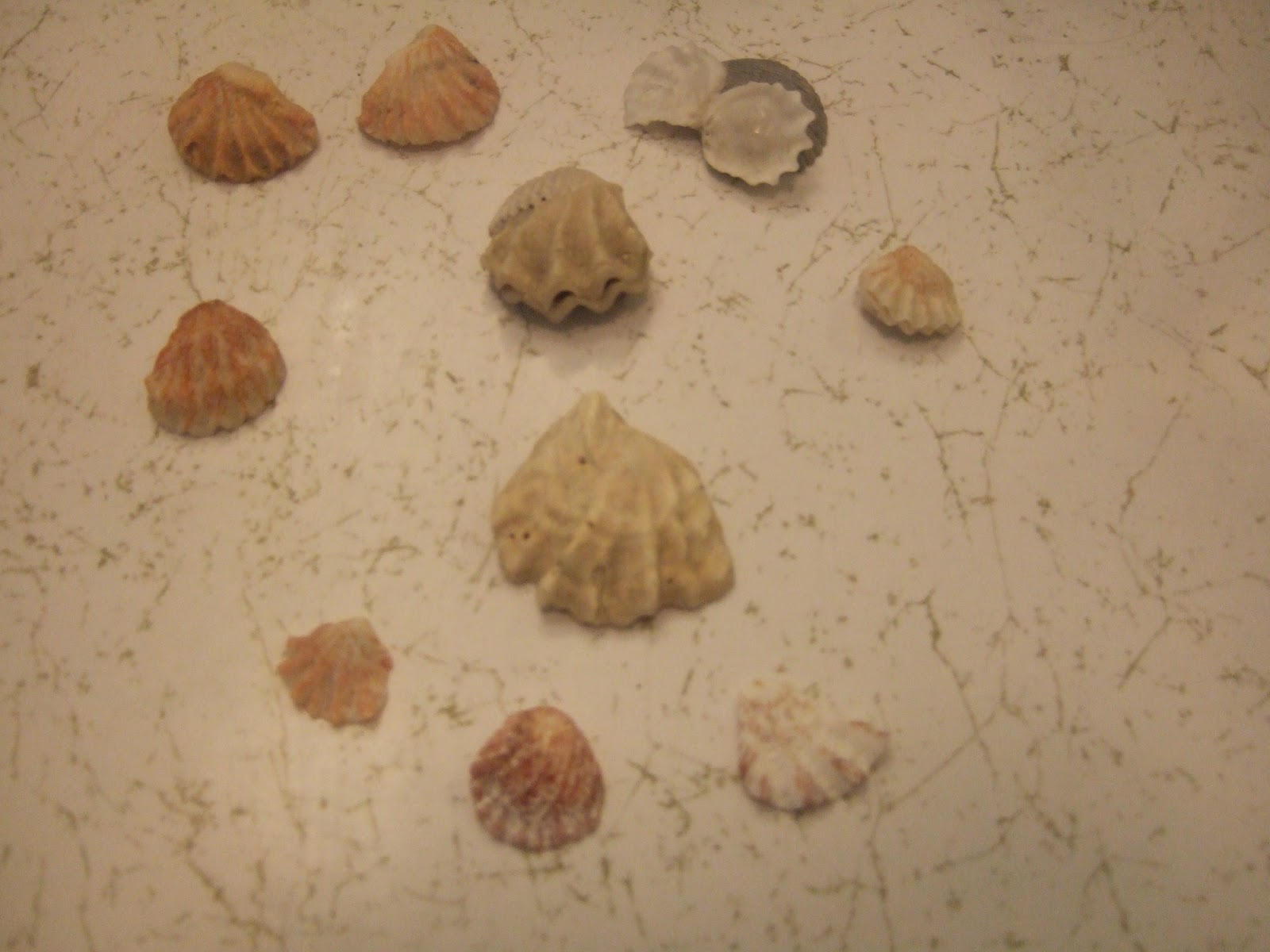 Marine Life: Kitten Paws