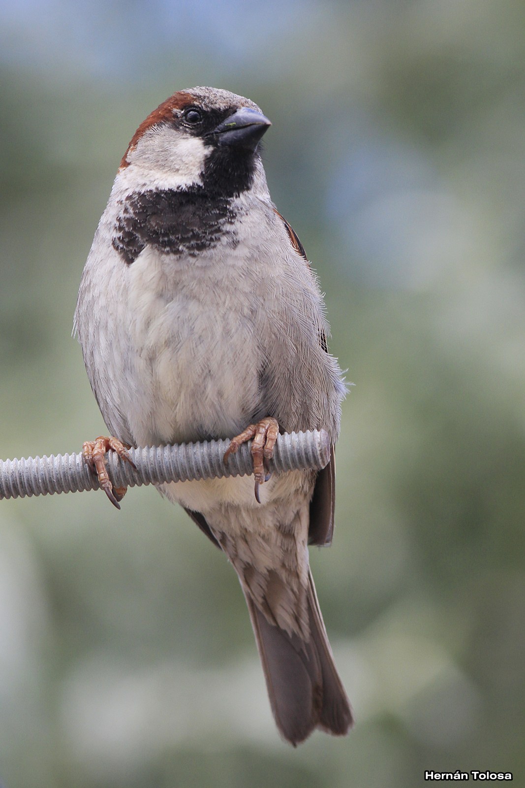 Aves de Argentina: Gorriones anidando