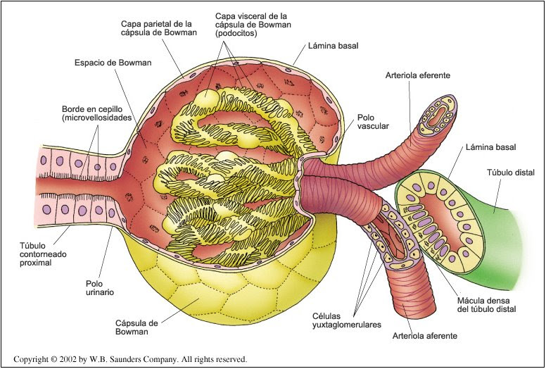 .: Anatomía y Fisiologia del Sistema Renal