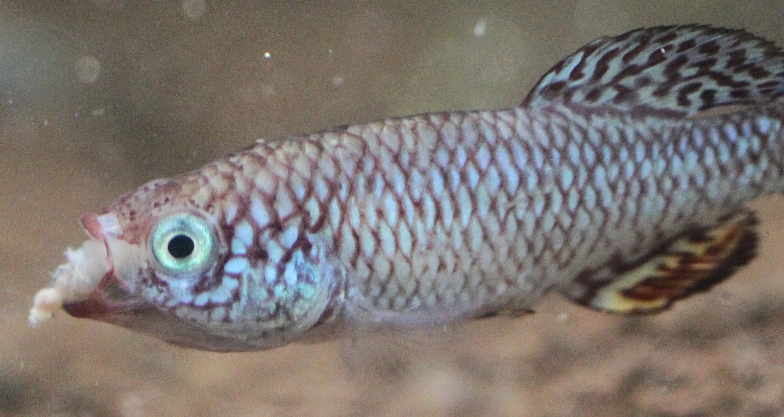 Choose The Right Aquarium Fish Food: Live infusoria, Grindal ...