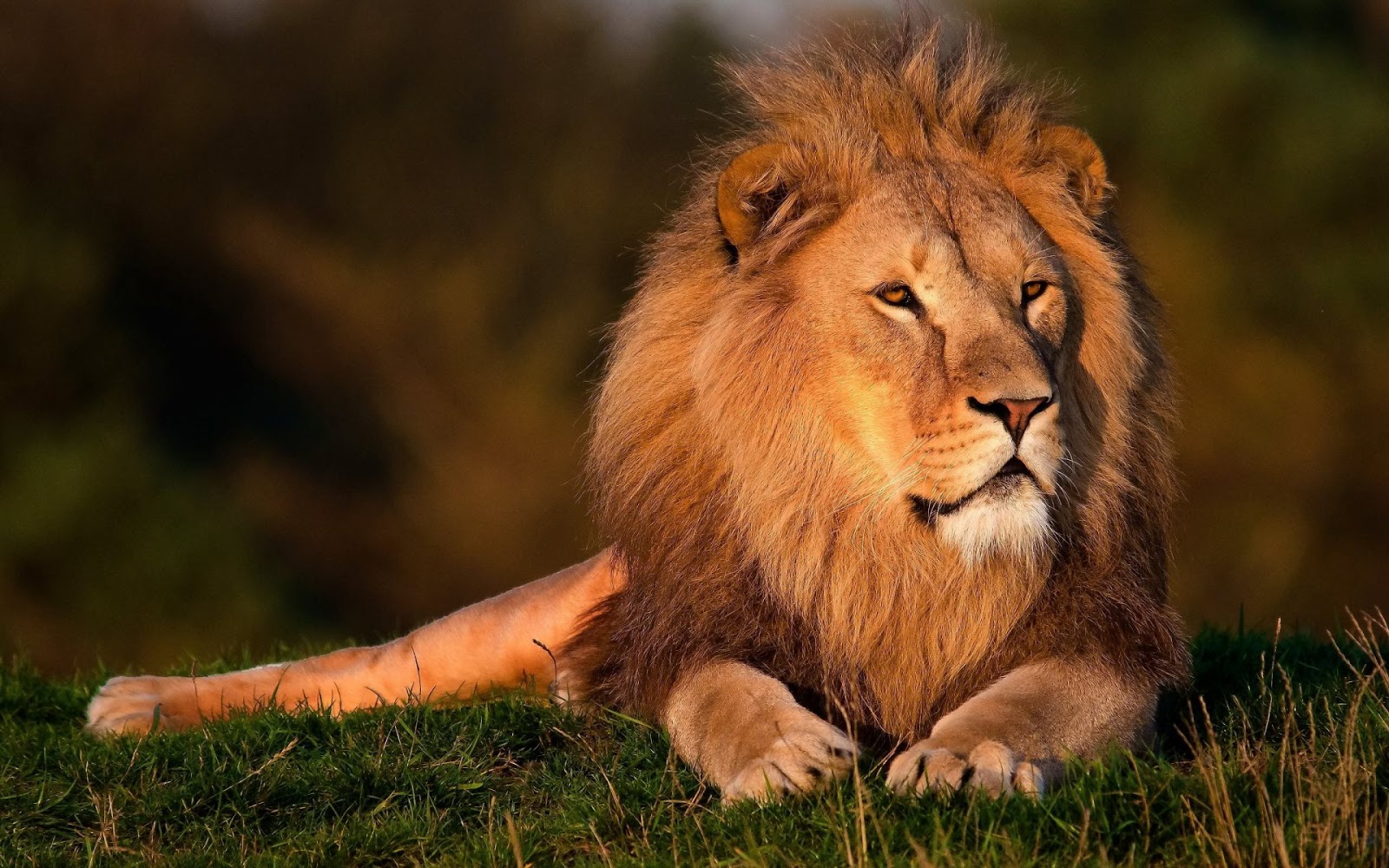 Lion Male Chilling | Full HD Desktop Wallpapers 1080p