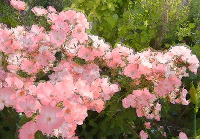 Photographing Flowers: Impressionist Flower Effects in Photoshop