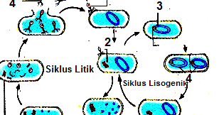 Tahap-Tahap Reproduksi Virus Lengkap - Artikel Materi Pelajaran Terlengkap