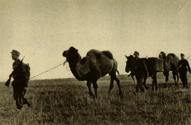 NAZI JERMAN: Foto Kamel (Unta) dan Tentara Jerman