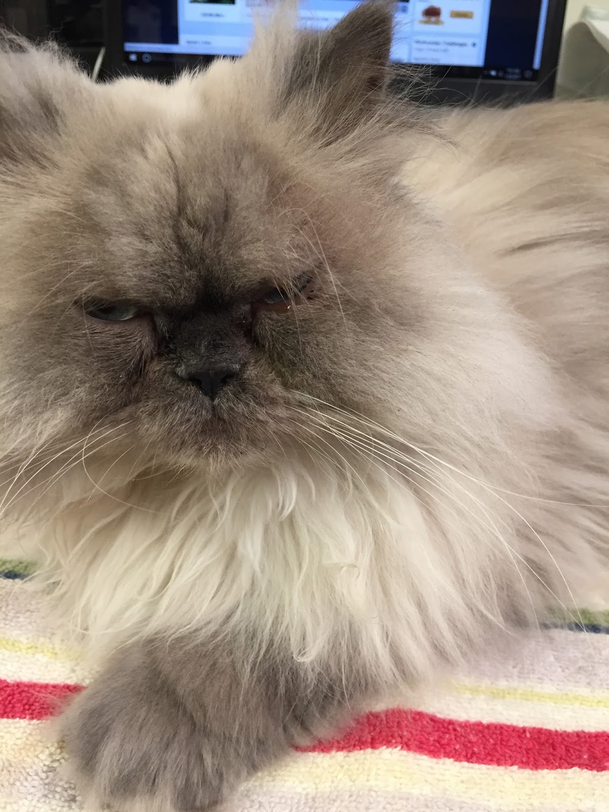 The Real House Cats of New York