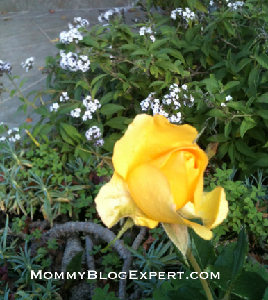 MOMMY BLOG EXPERT: Stunning Floral Floats Still Belles of New Year ...