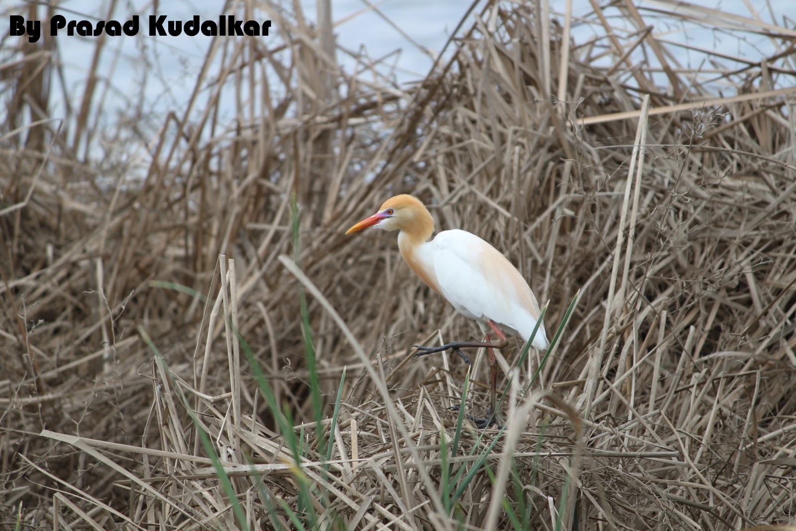 Wild Life Photography in Maharashtra: Birds in Maharashtra