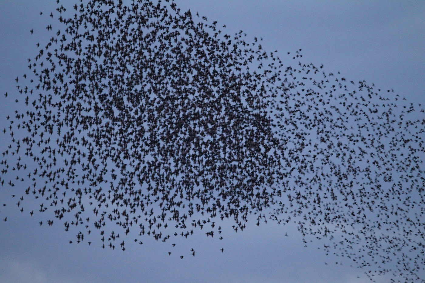 pewit: murmuration of Starlings