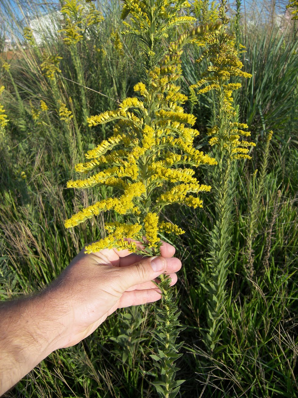 FLORA DE MISIONES Argentina: Solidago chilensis Meyen var. chilensis