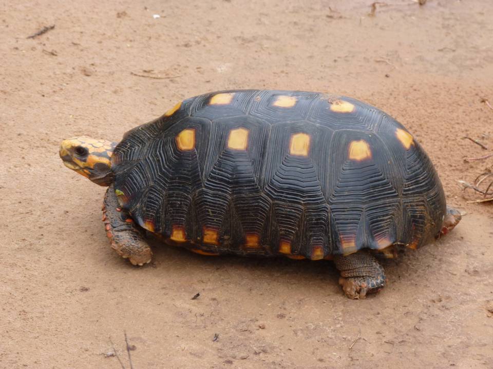 Argentina nativa: Tortuga patas rojas (Chelonoidis carbonaria)