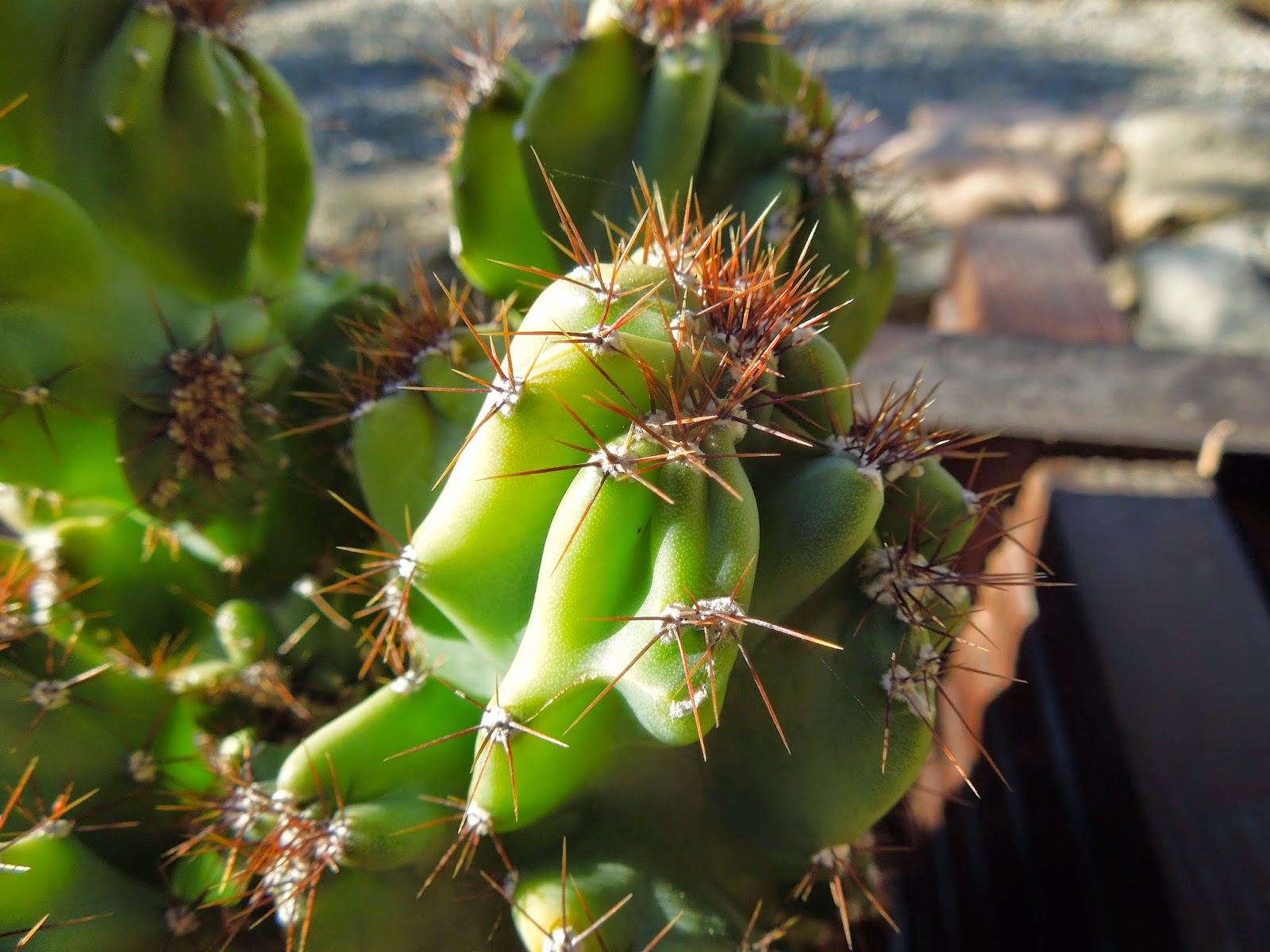 CARDON URUGUAYO - BOTÀNIC SERRAT