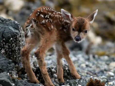 White Wolf : Video captures the first sweet moments of a baby fawn
