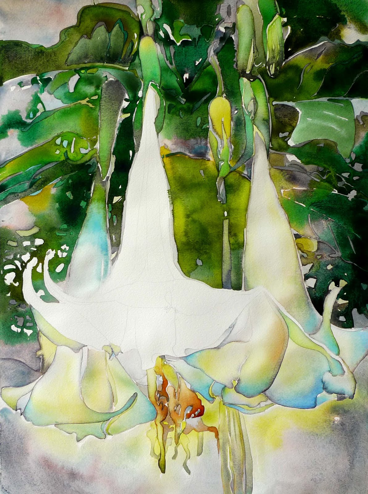paintings: Angel Trumpet! watercolor from Hawaii