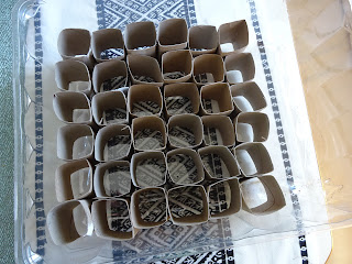 Casa Verde: Rasaduri in role de carton