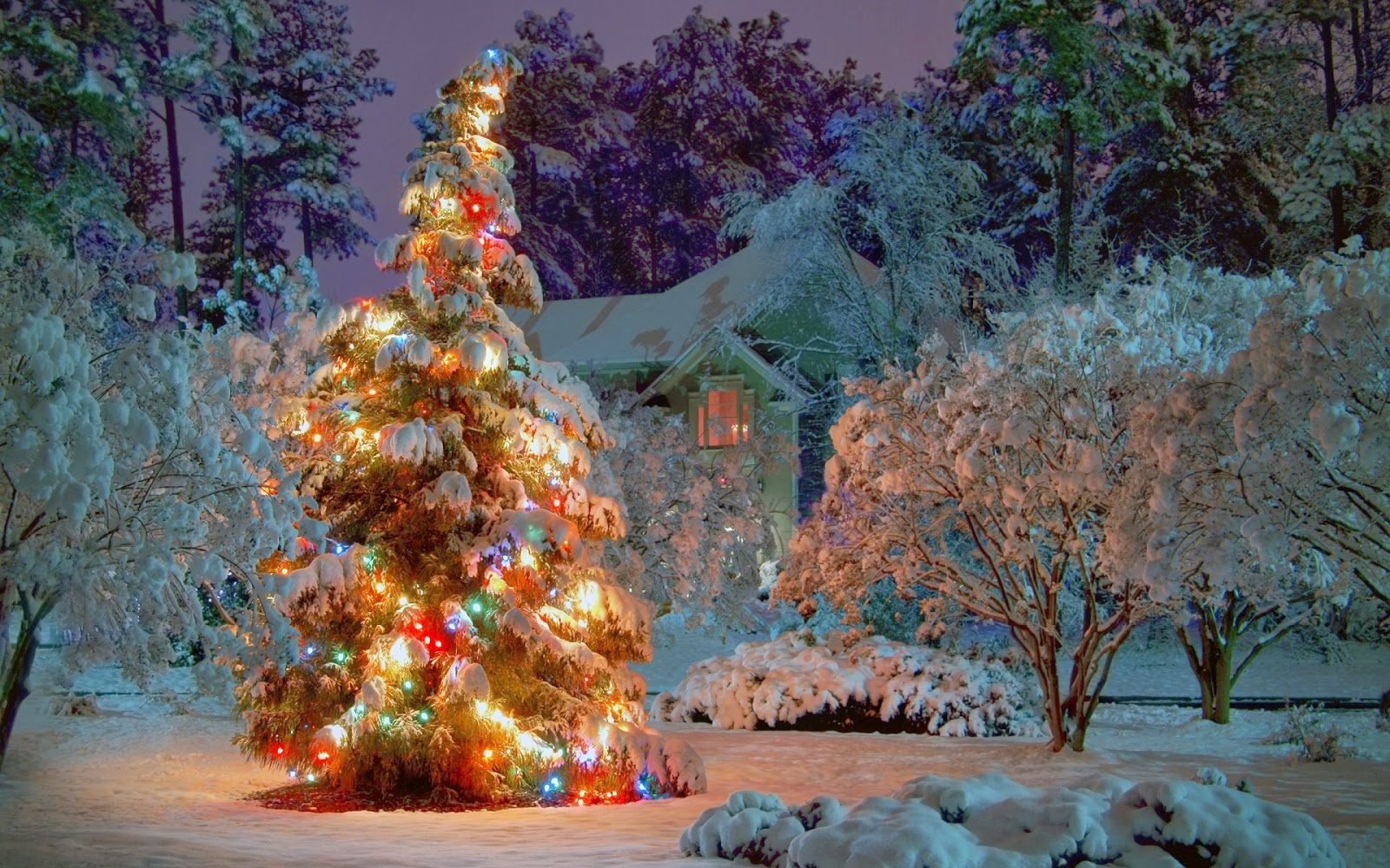 The stories La tells....: The Last Christmas Tree