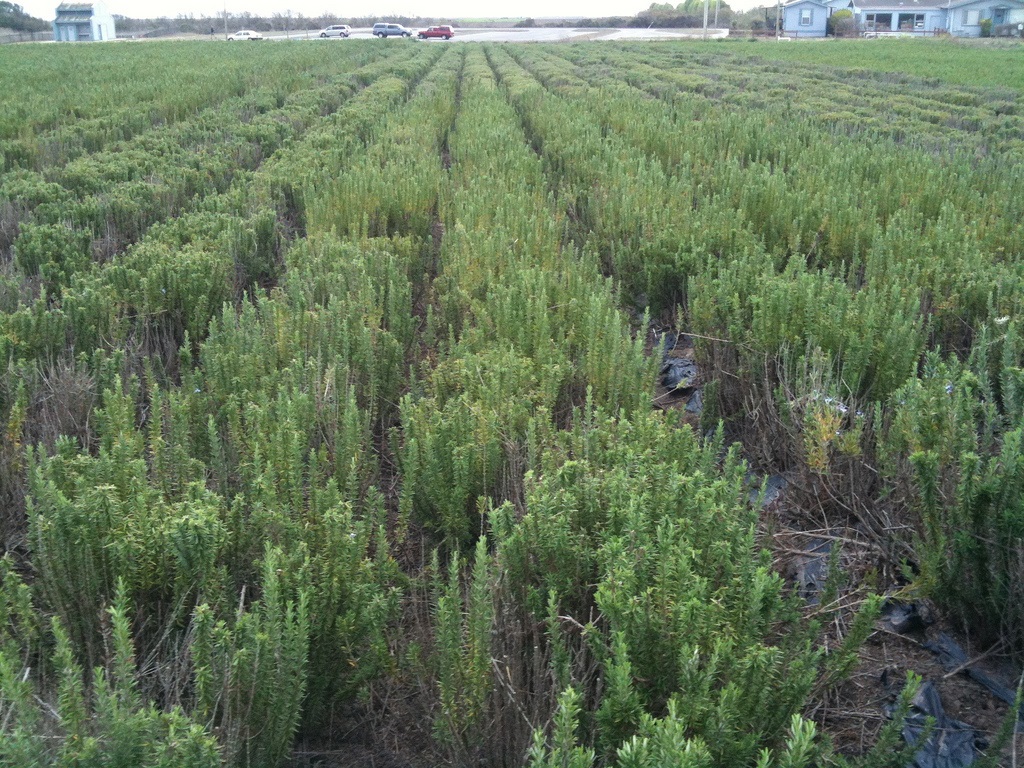 Rosemary--The Ultimate Guide