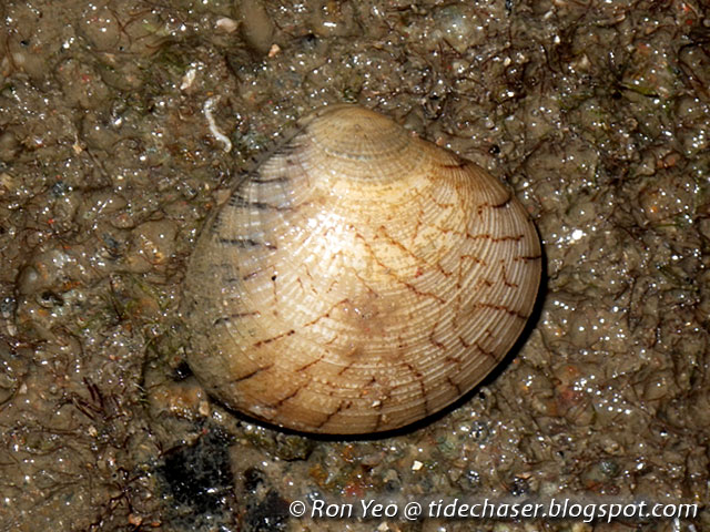 tHE tiDE cHAsER: Heterodont Bivalves (Phylum Mollusca: Subclass ...