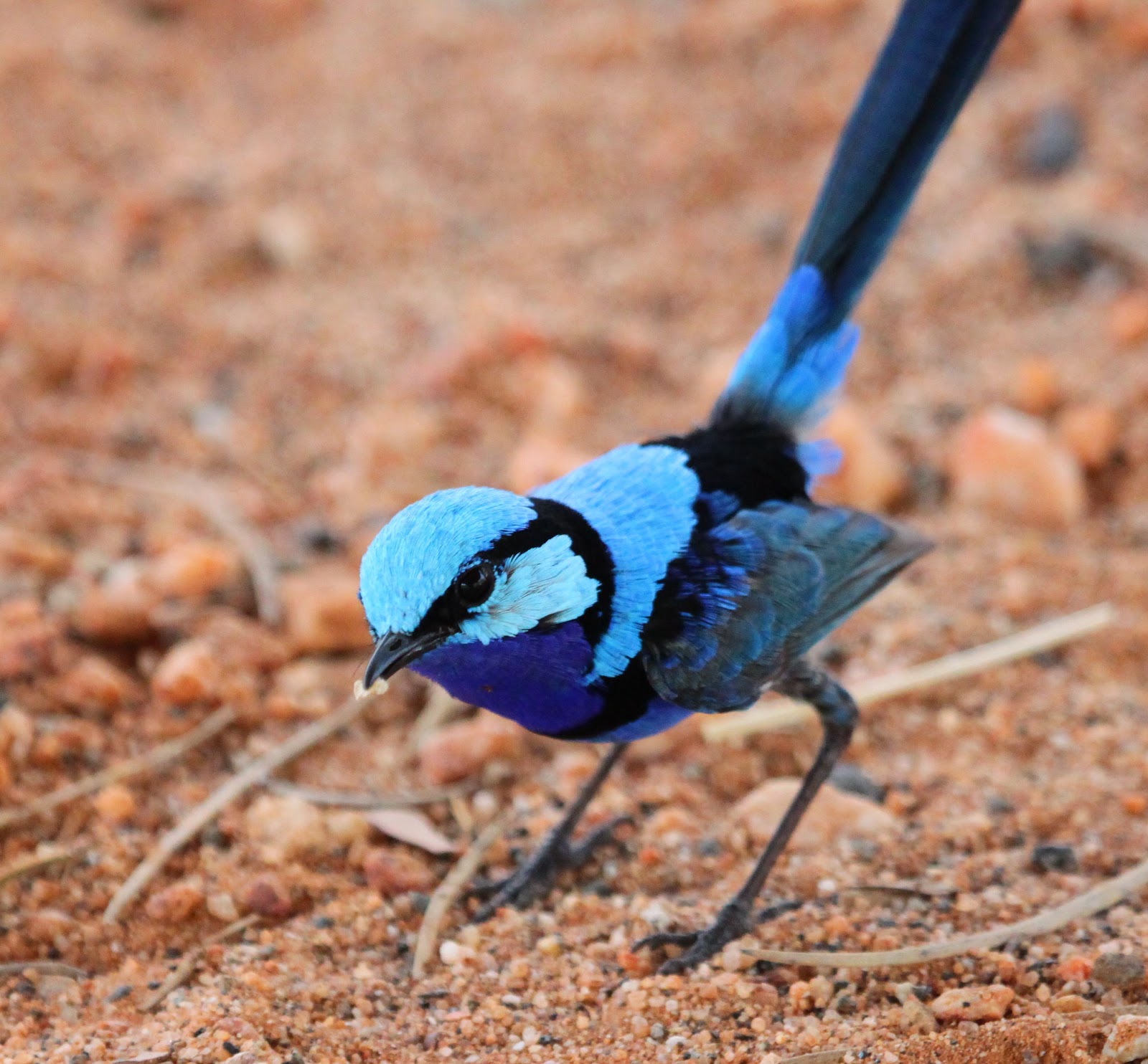 Richard Waring's Birds of Australia: Beautiful close-up photos of ...