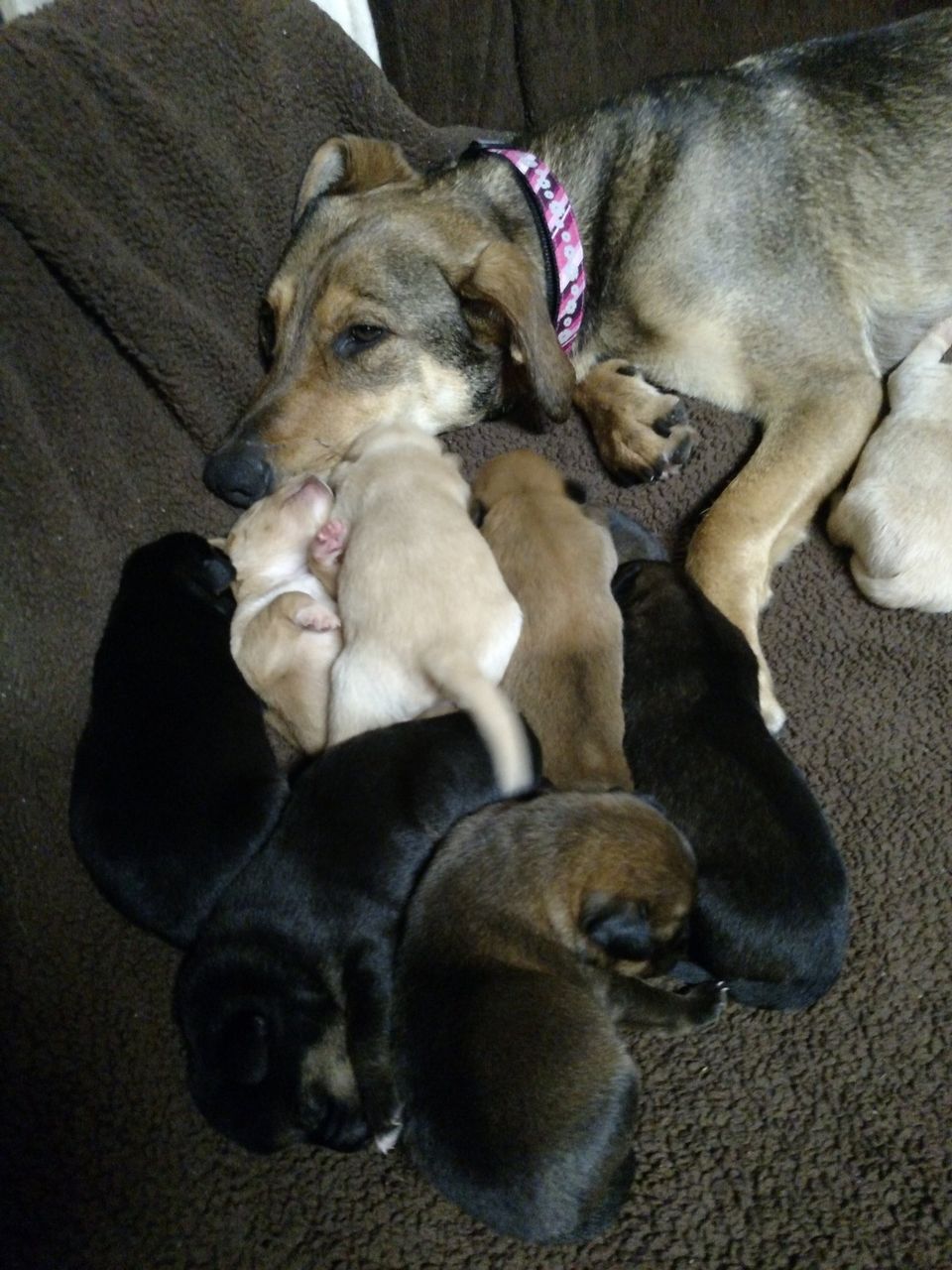 Welcome to my world.... : Michigan Breweries Asked To Name 13 Puppies ...