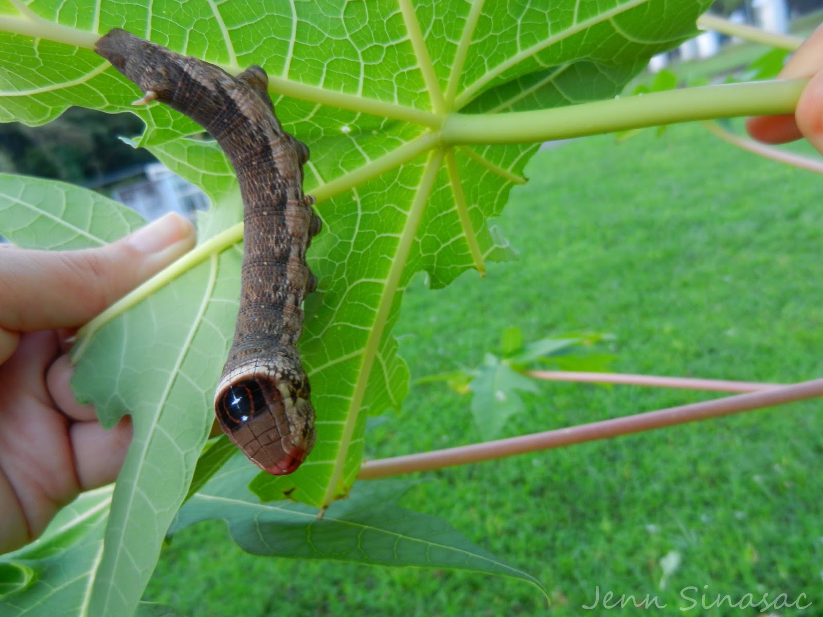 species identification - Help me identify this caterpillar looking ...