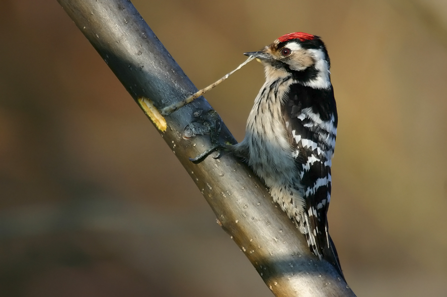 Woodpeckers Of Europe: Lesser Spotted Woodpecker feeding