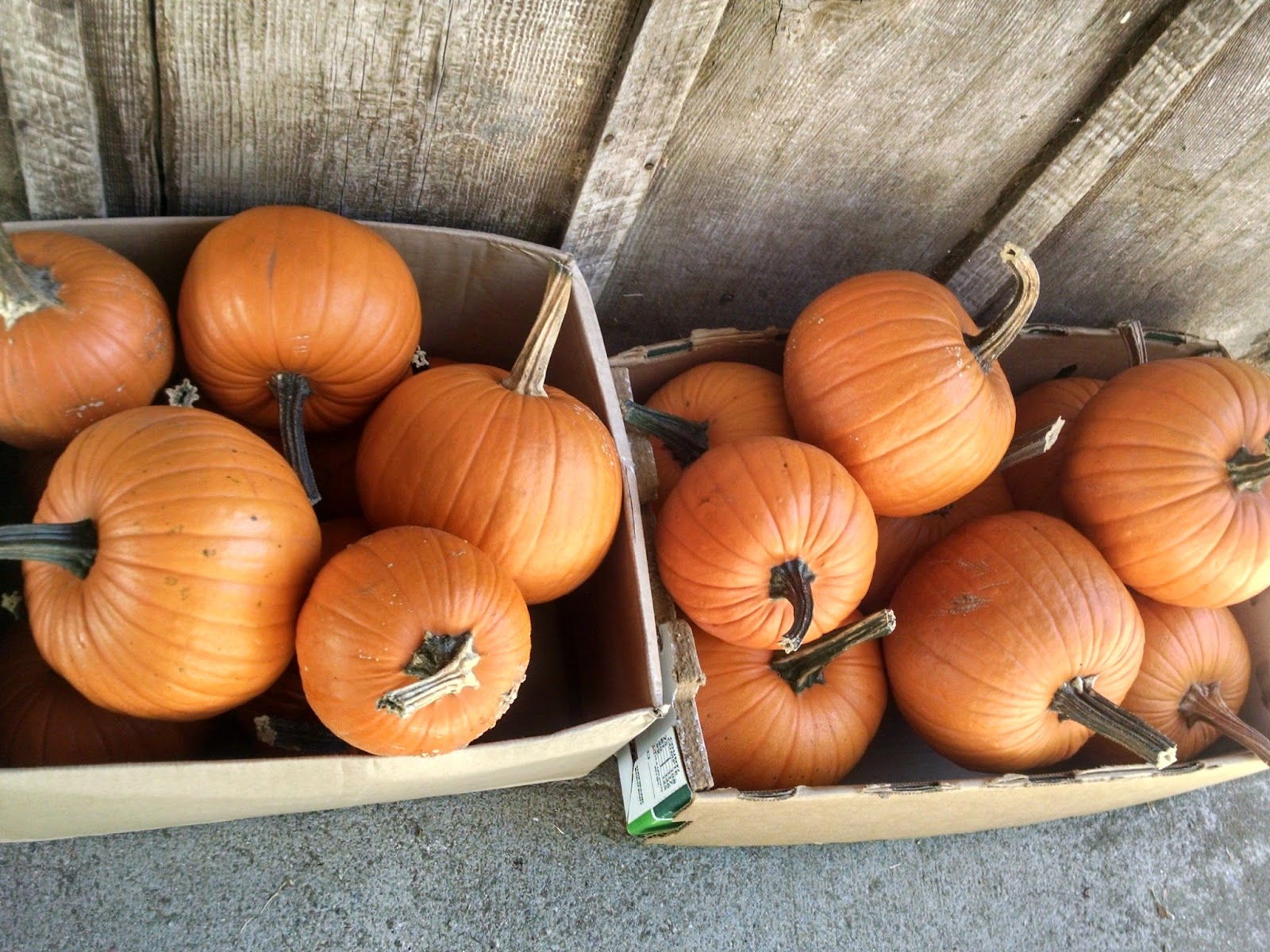 Windmill Farm: Pomegranate and Pumpkin Season Here At Windmill Farm