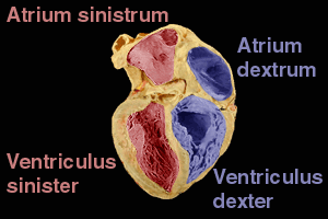Kalbin İç Yapısı 2 | Bilgedayi Bilgi ve paylaşımın adresi