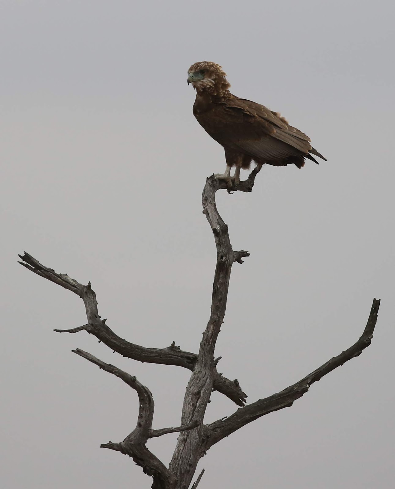 Worldbirder: Clare & Rowan's Africa trip!
