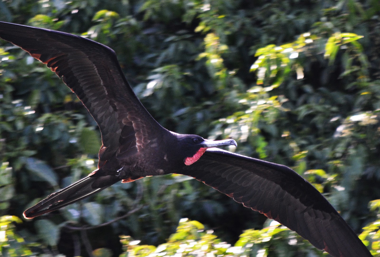 Viajes de pajareo, Spain birding trips: BIRDING REPUBLICA DOMINICANA