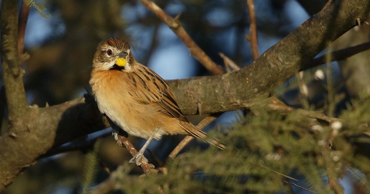 mis fotos de aves: Schoeniophylax phryganophilus Chotoy Chotoy Spintail