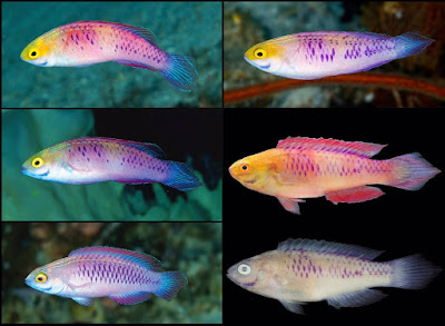 Species New to Science: [Ichthyology • 2019] Cirrhilabrus wakanda • A ...