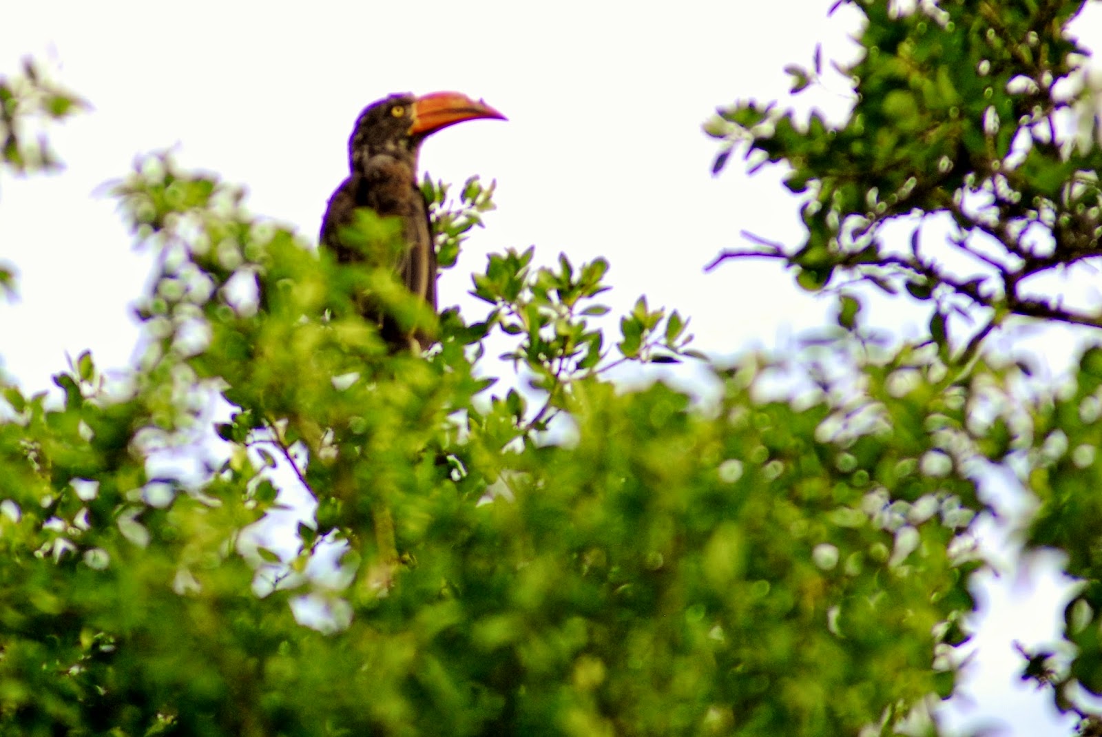 The Great Wildebeest Migration: The Birds of KZN