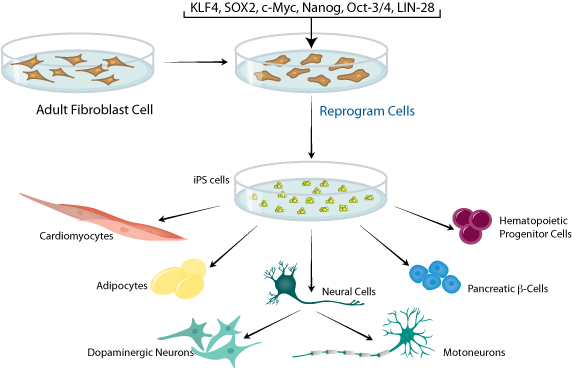 The Western Sloth: Induced Life: the Wonders of Stem Cells