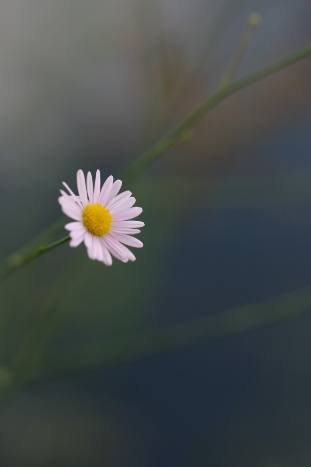 Native Florida Wildflowers: Doll's Daisy - Boltonia diffusa