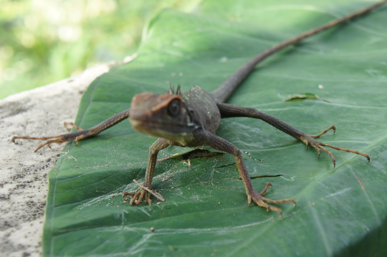 Awesome Bulusan!: February 2013