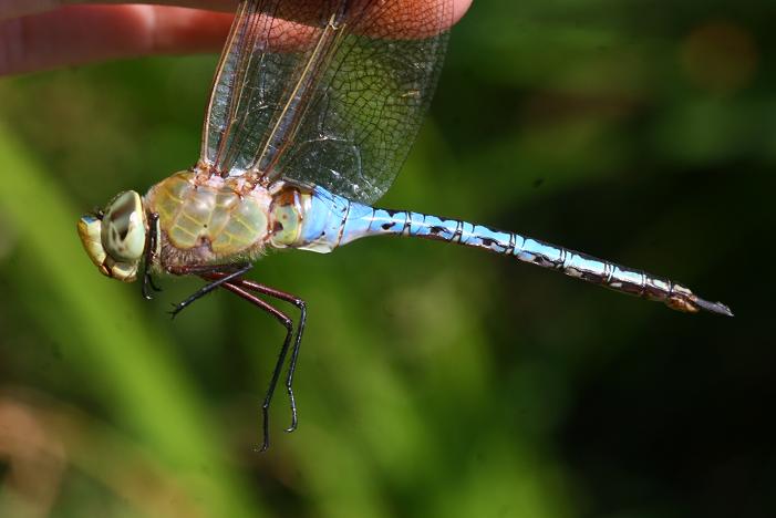 Natural Musings: Identifying Dragonfly Skins?