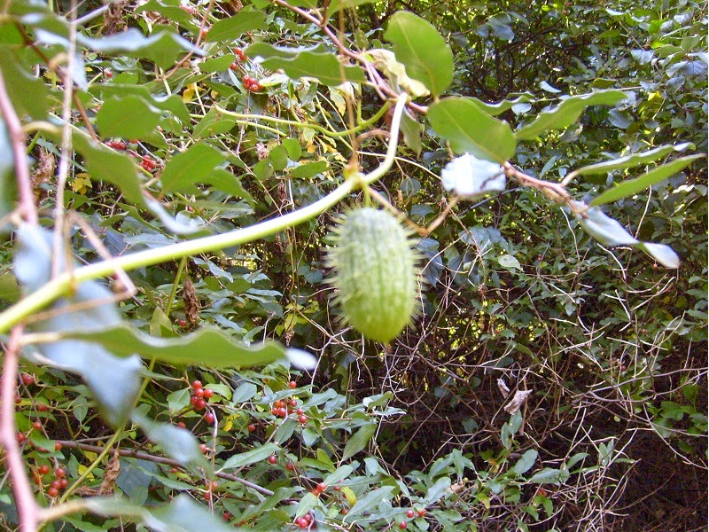 Coriolisforce: Wild Cucumber...