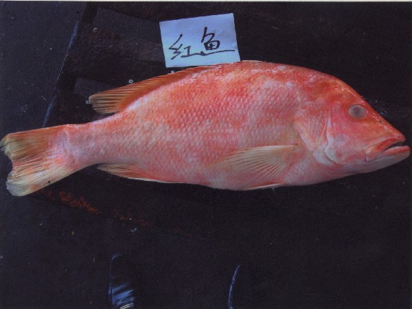 Ikan Kurapu - Kakap - Grouper fish - Fish Information (INDONESIA)