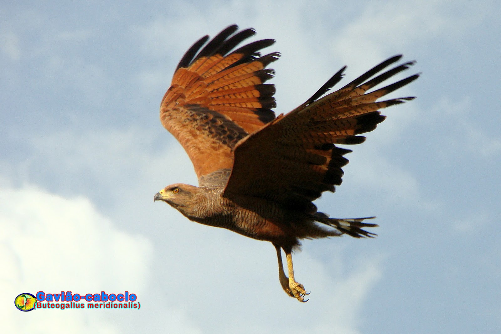 ORNITOLOGIA: Gavião-caboclo (Buteogallus meridionalis)