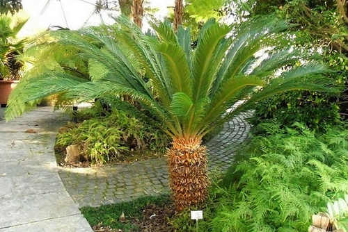 Contoh Tumbuhan Gymnospermae dan Angiospermae - Materi Biologi