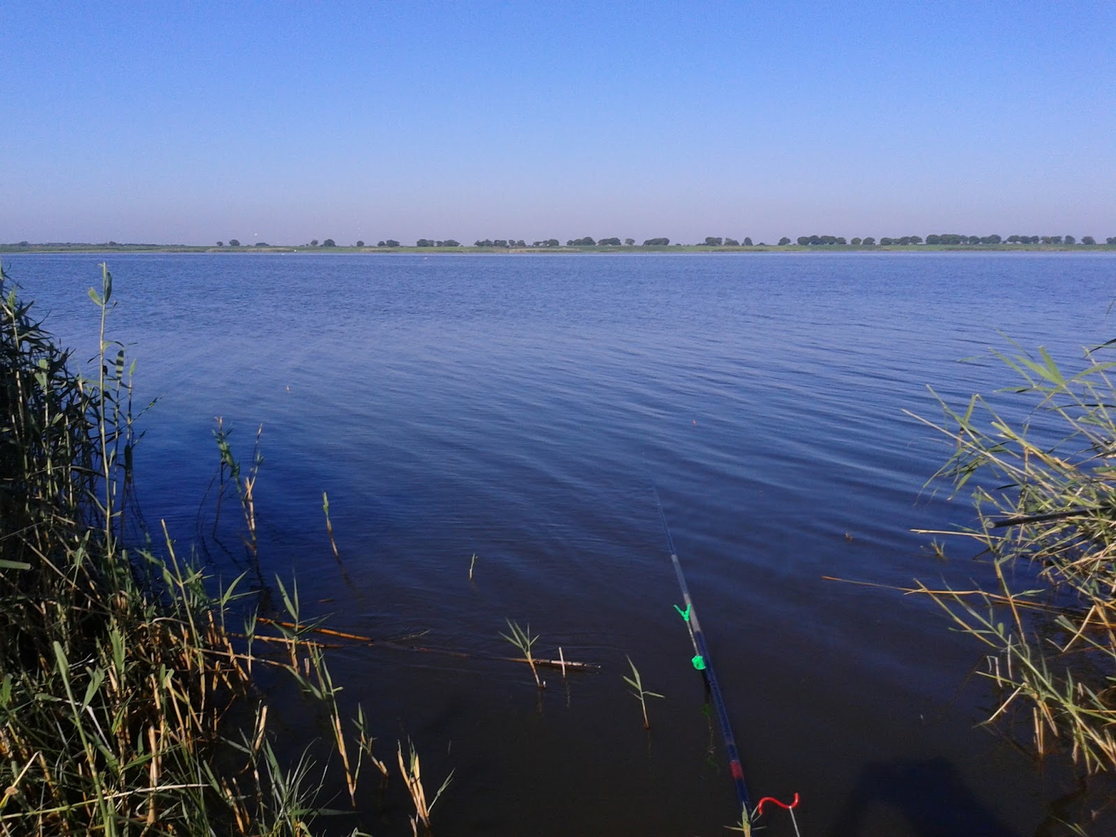 Dănuţ Belu: Despre Balta MOVILA MIRESII