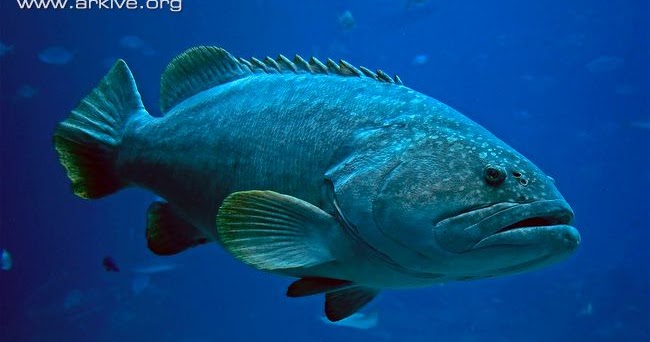 Seemorerocks: NZ's warm water attract tropical fish