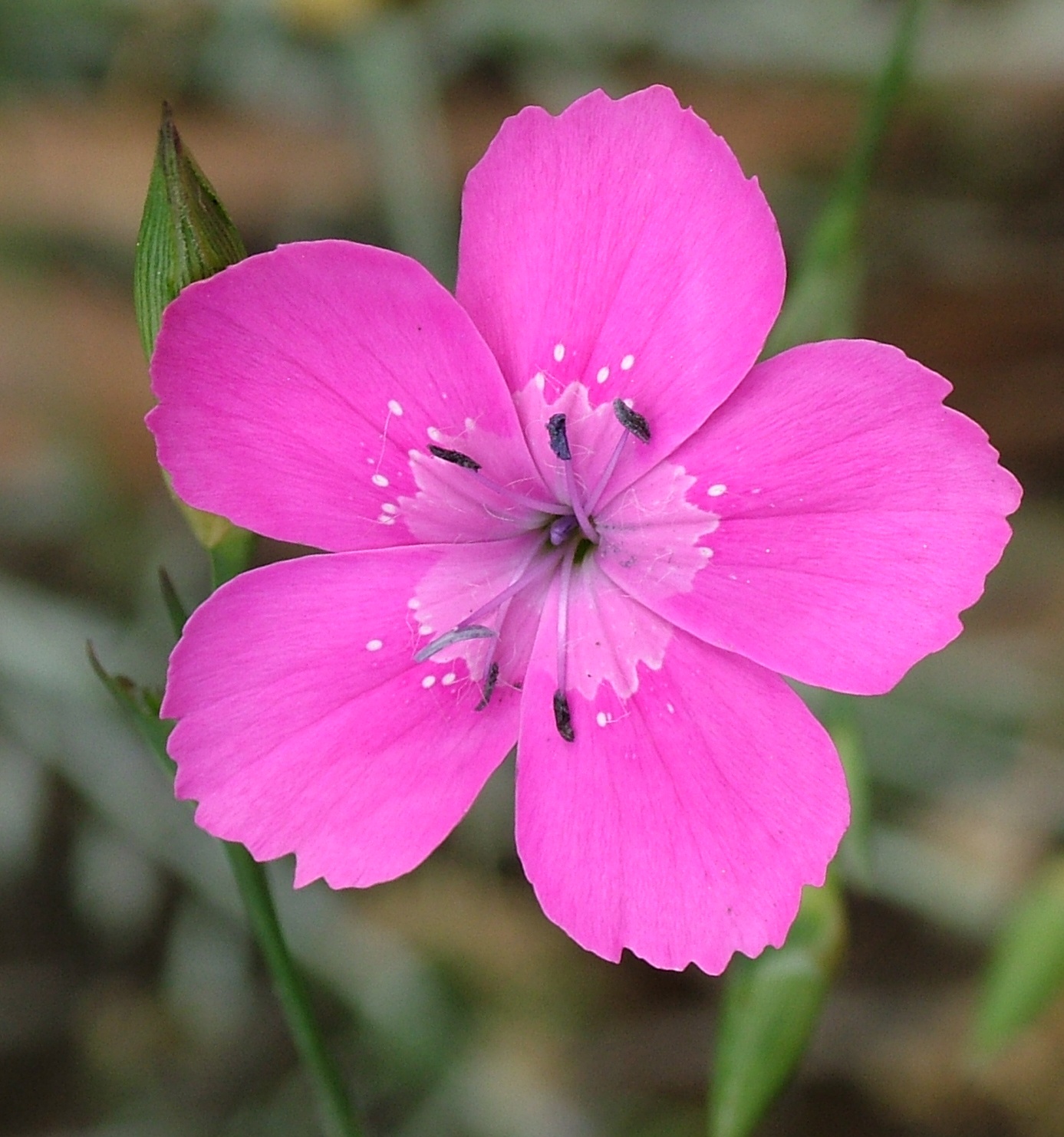 Flowers of Ymittos & Parnitha: CARYOPHYLLACEAE