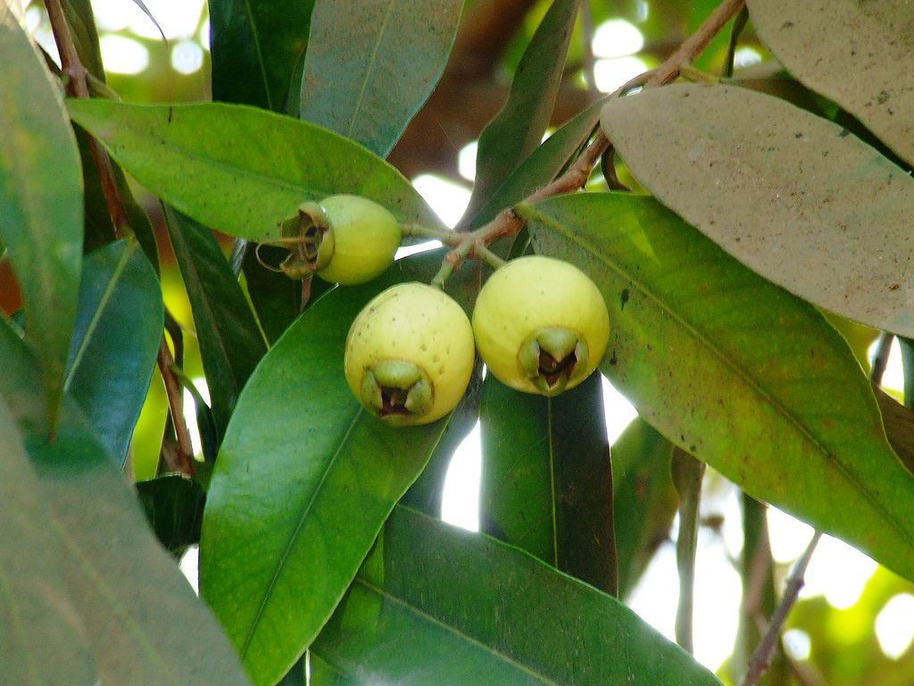 Jambo - Syzygium jambos
