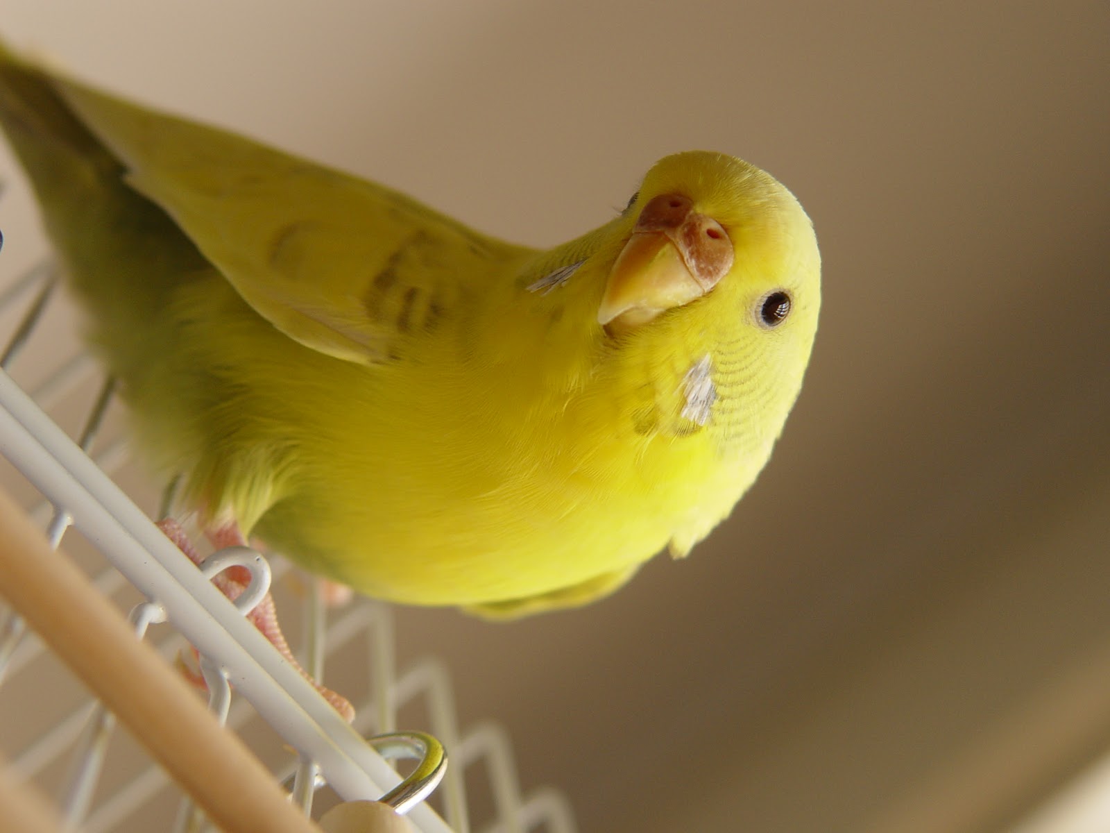 Budgerigar Facts and Latest Photographs | The Wildlife